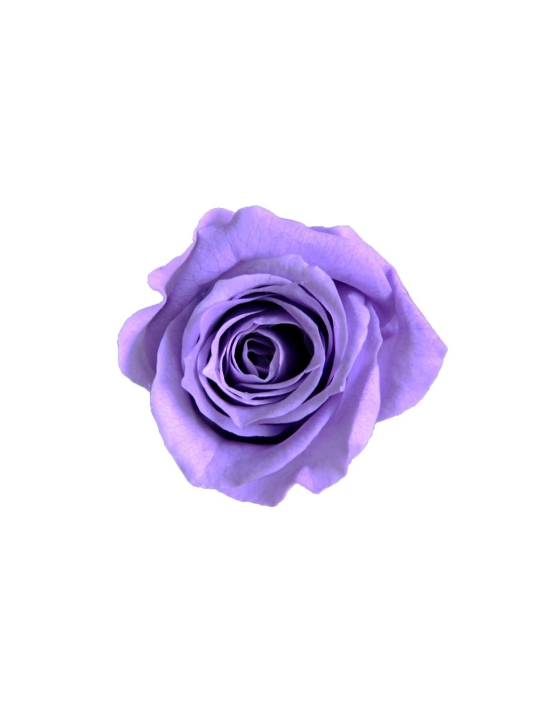 Rosa mini Princes Rose - color Lila - 40254 - Rosa preservada...