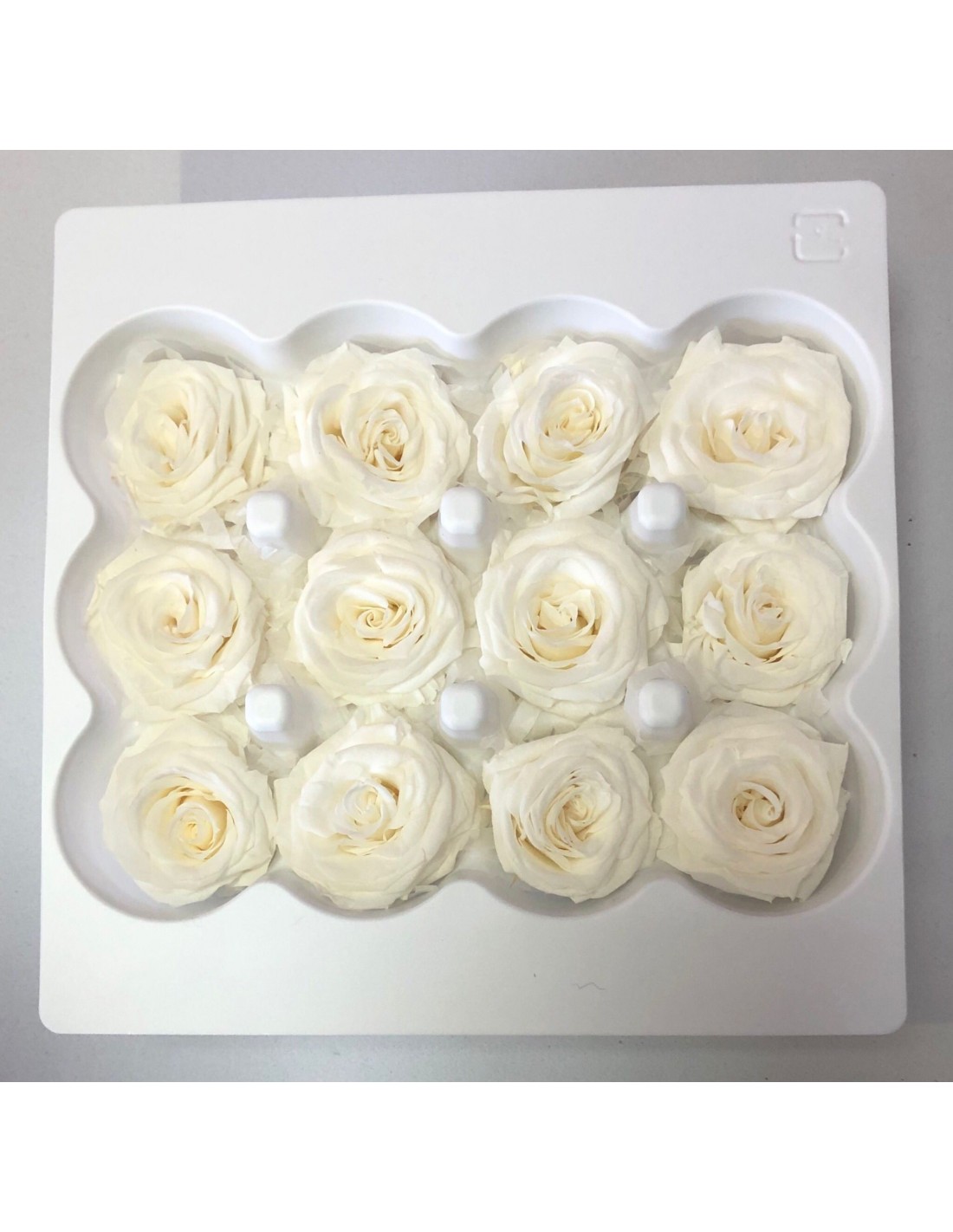 Rosa preservada mini