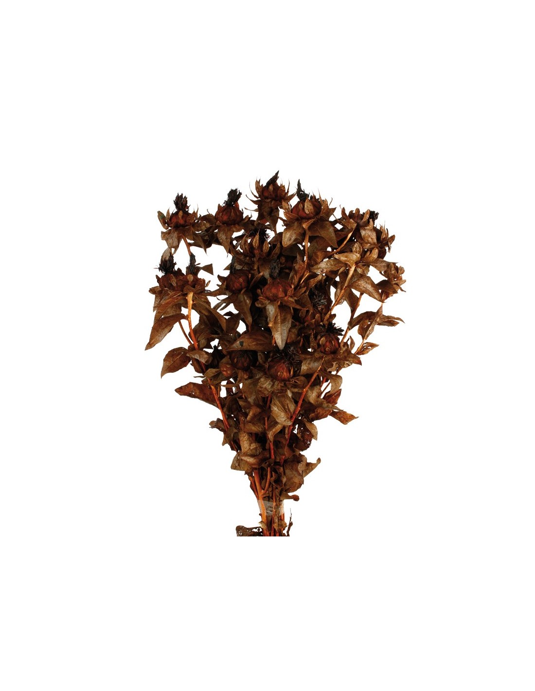 Carthamus tinctorius Preservado Marrón 200g