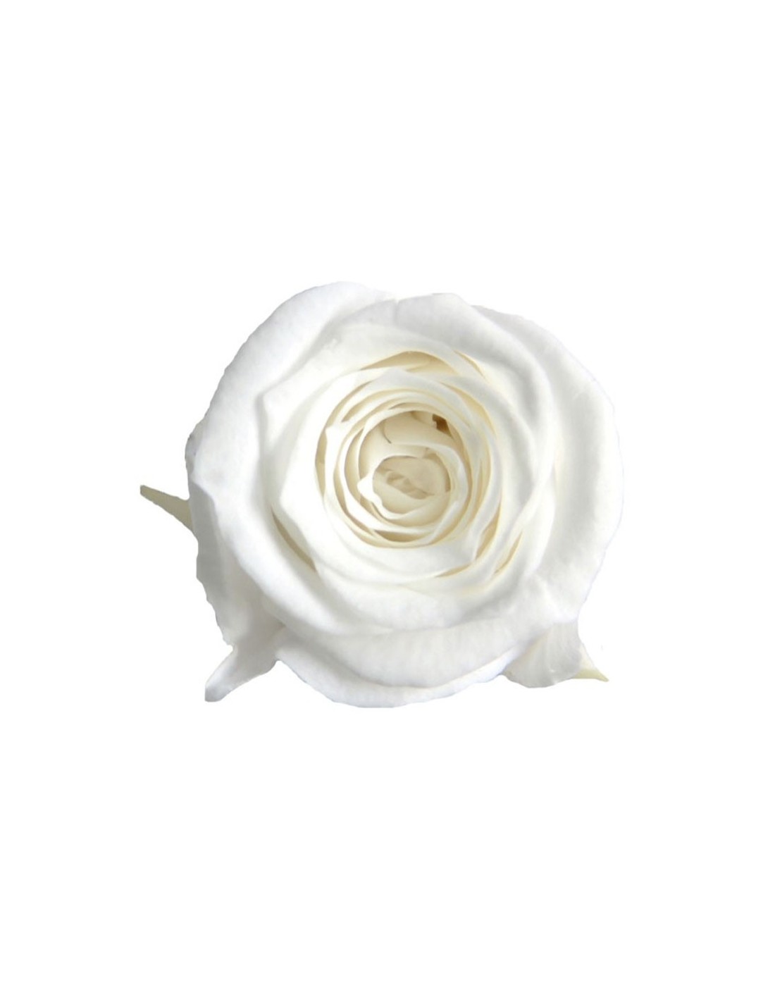 Rosa mini Princes Rose - color Blanco - 40257 - Rosa preservada...